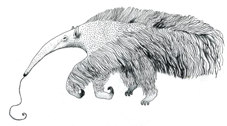 Illustration – Roland Chambers